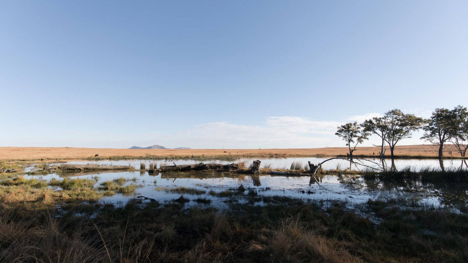 Nambiti Private Game Reserve: South African Safari - The Moving Lens