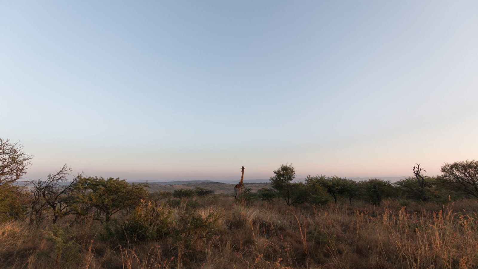 Nambiti Private Game Reserve: South African Safari - The Moving Lens