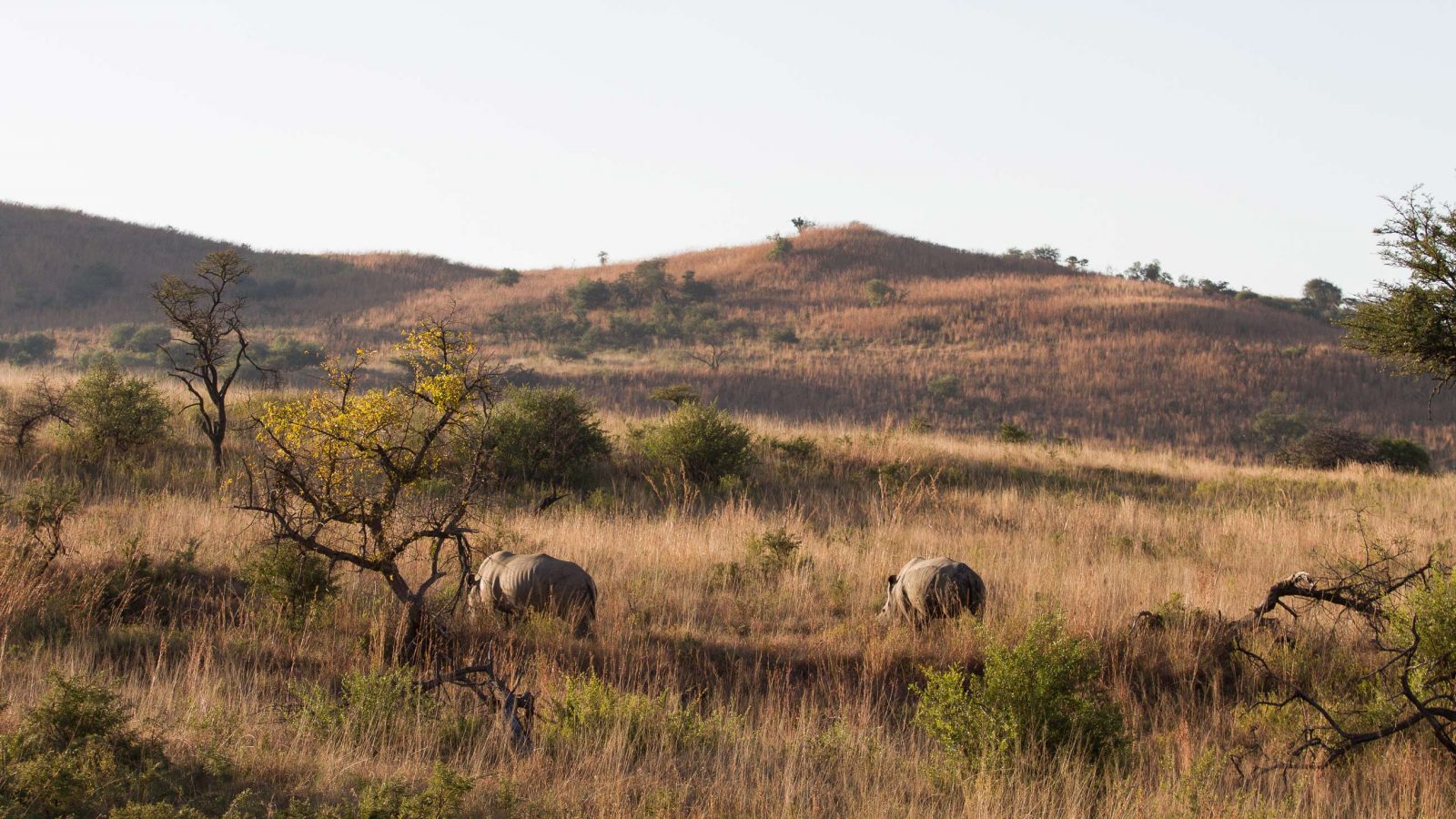 Nambiti Private Game Reserve: South African Safari - The Moving Lens